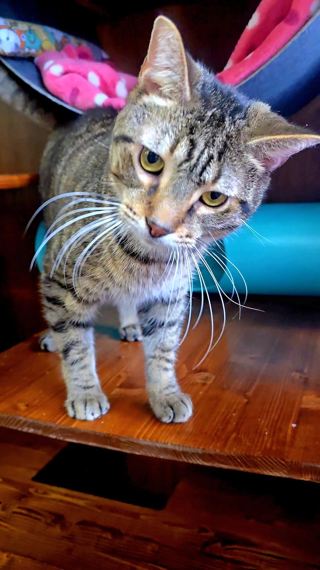 Cat of the Week: Thomas – Athens County Independent