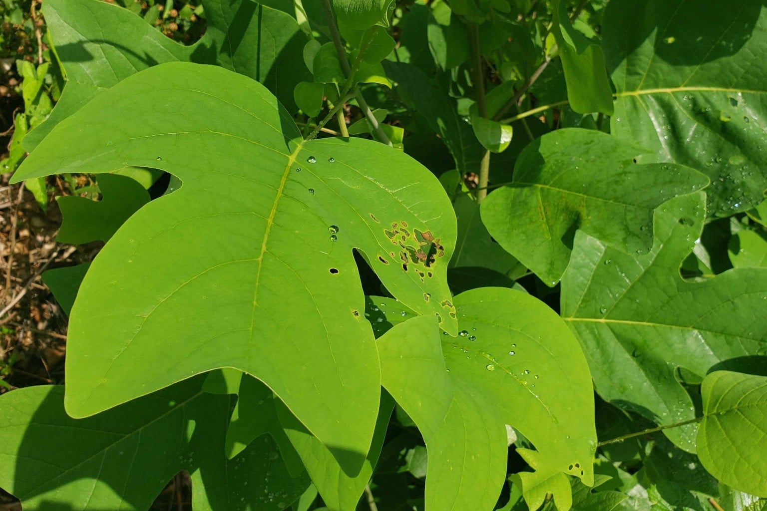 Tulip trees exhibit stress from pests, drought – Athens County Independent
