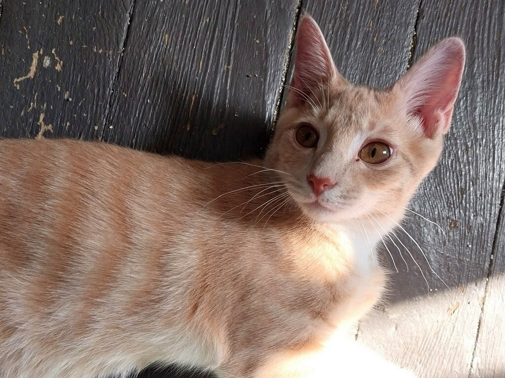 Cat of the Week: Baby Cat – Athens County Independent