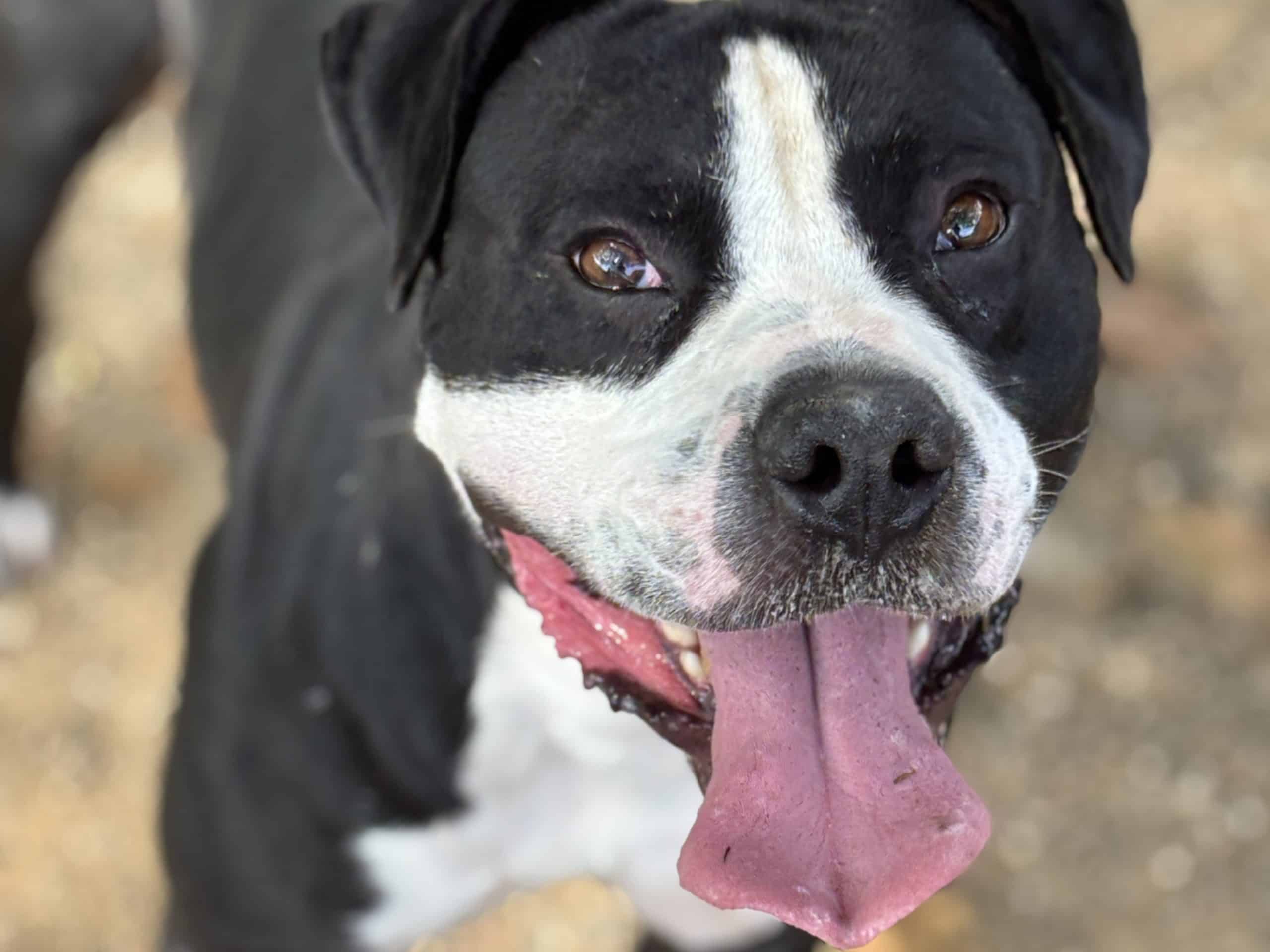 Dog of the Week: Cain – Athens County Independent