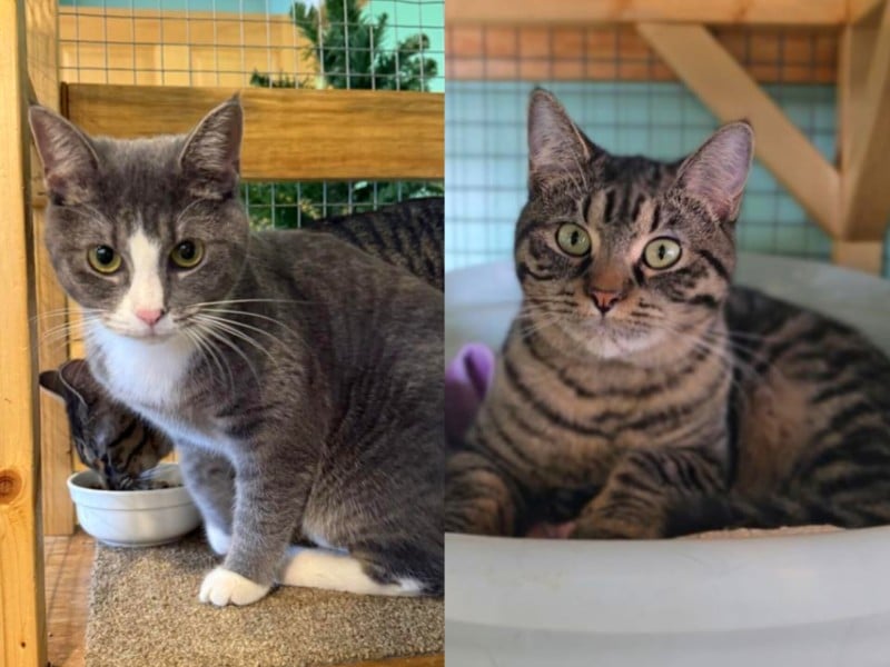 Cat of the Week: Sarah and Savannah – Athens County Independent